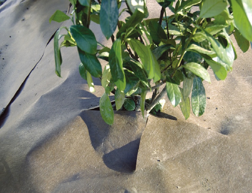 TESSUTO PACCIAMANTE PLANTEX PRO - GeoProdotti